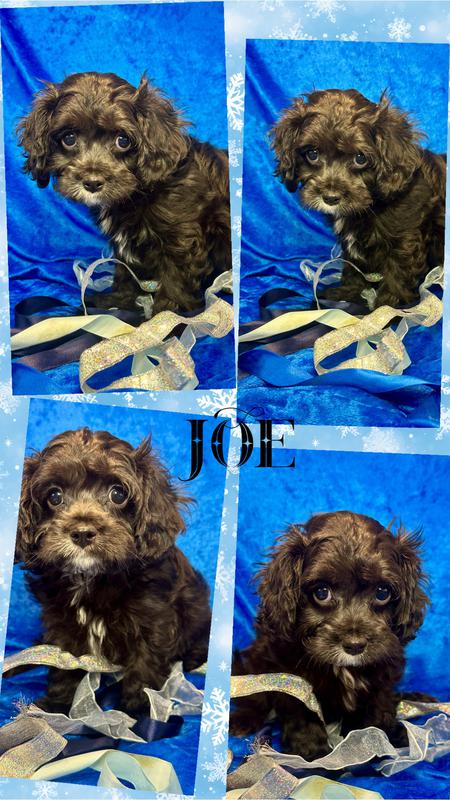 Cavapoo Puppies for Sale in Minnesota | Cavachon & Cavapoo